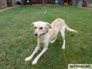 Chaining and tying up dogs - Best Dogs