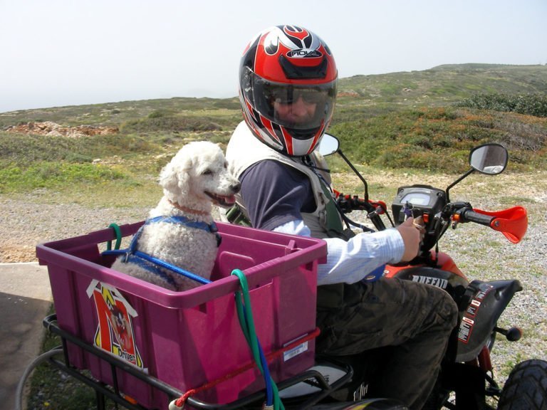 Cycling with the dog - Best Dogs