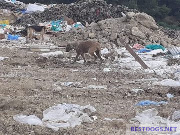 The Garbage Dogs - Best Dogs