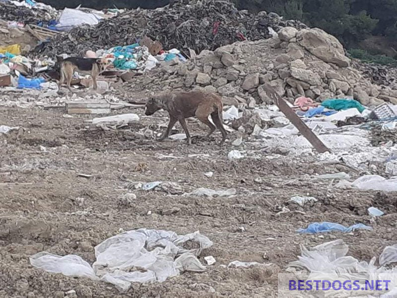 The Garbage Dogs - Best Dogs