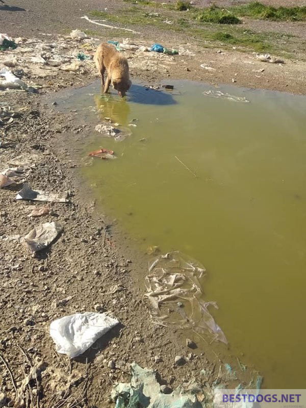 The Garbage Dogs - Best Dogs