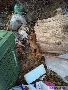 The Garbage Dogs - Best Dogs