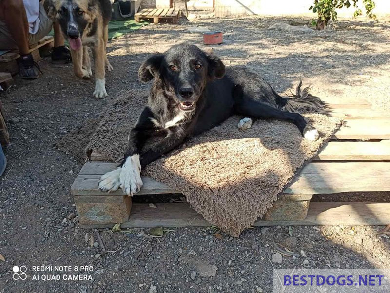 The Garbage Dogs - Best Dogs