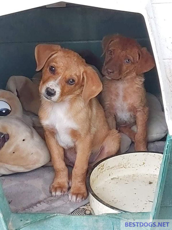 The Garbage Dogs - Best Dogs