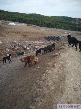 The Garbage Dogs - Best Dogs