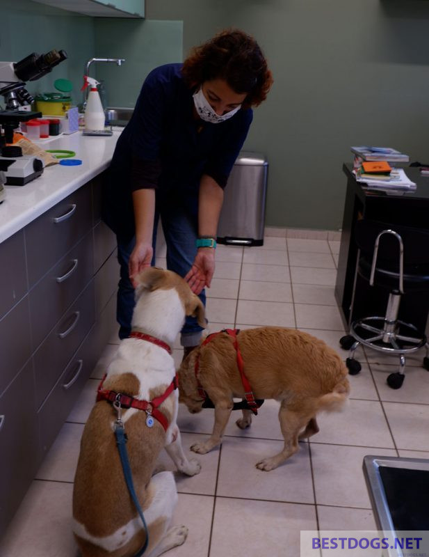 Dog pharmacy - Best Dogs
