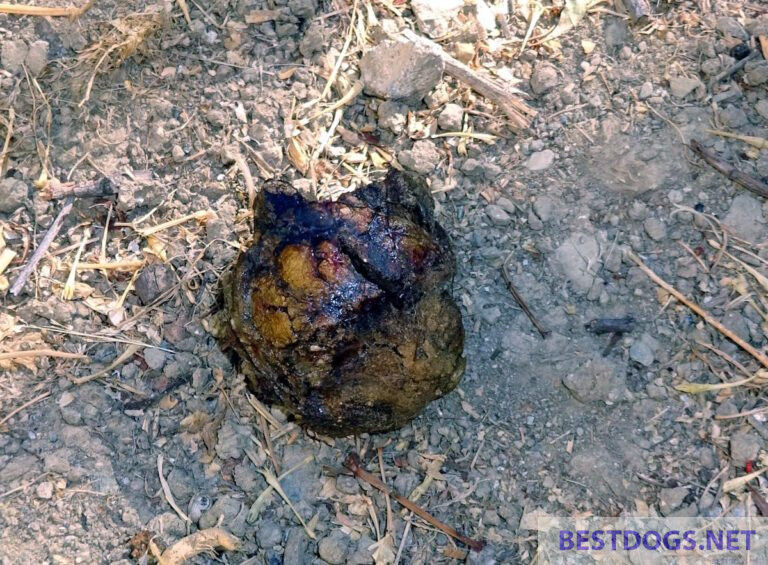 Stool Constipation in Dogs - Best Dogs